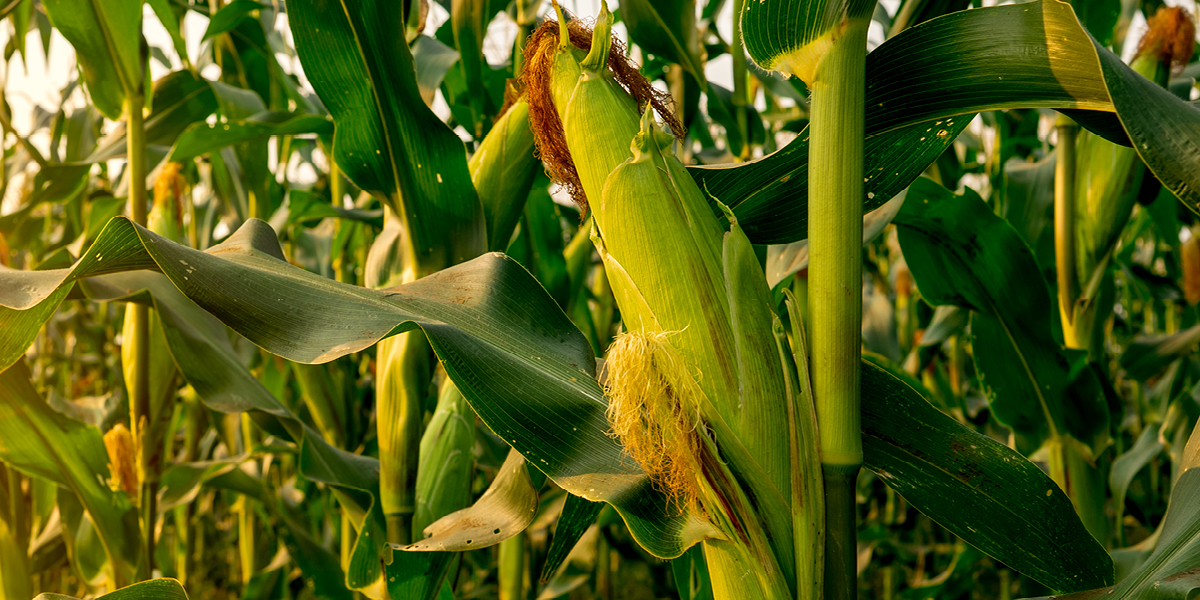 BASF | Agricultural Solutions - Eastern Canada